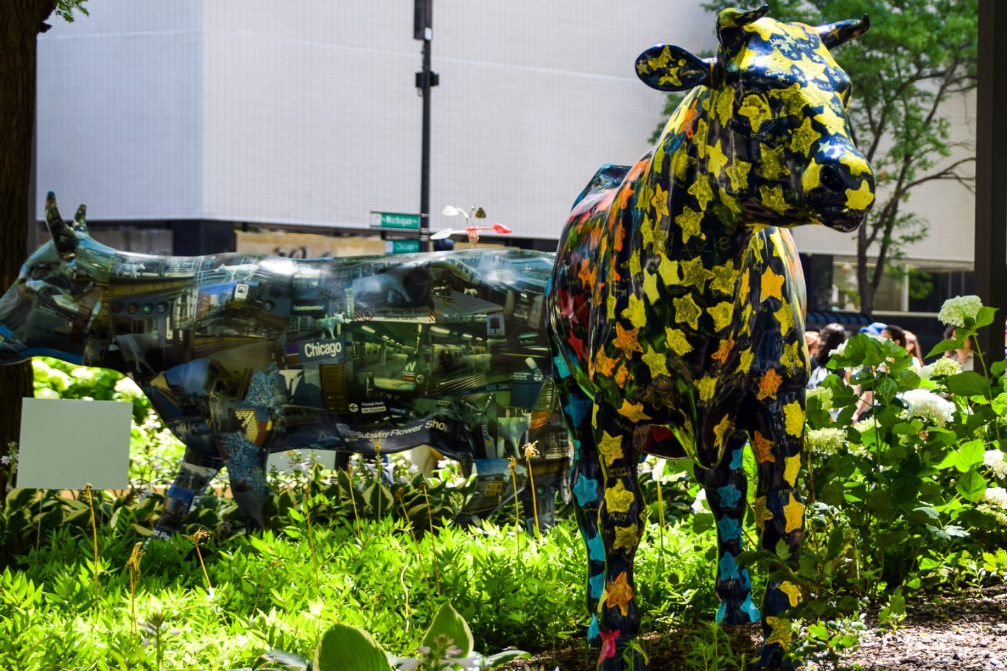 One Day in Chicago - Not In Jersey