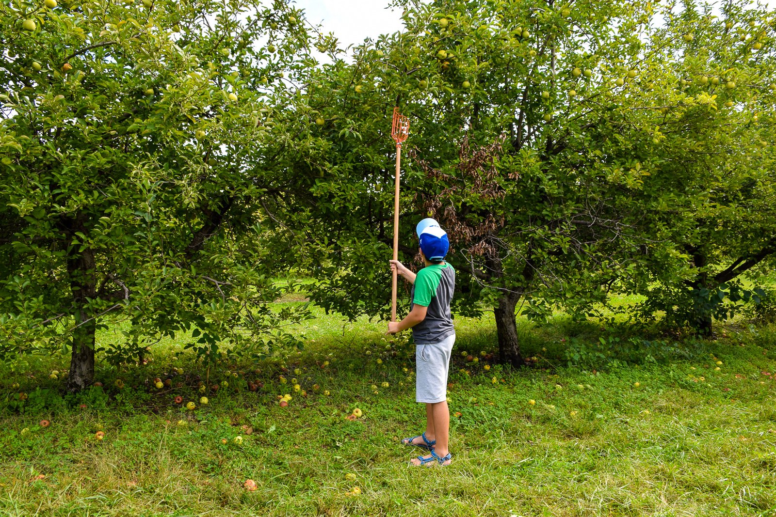 Apple Picking - Not In Jersey