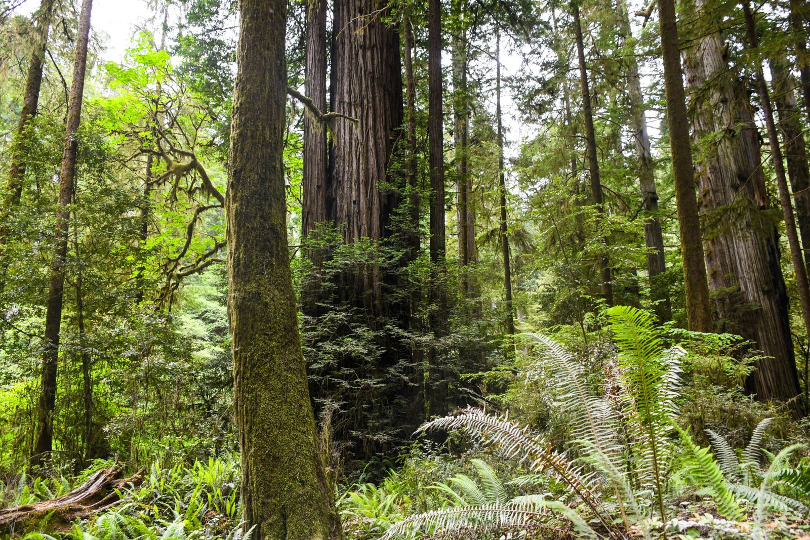 Trip Recap Part 3 - Redwood Forest - Not In Jersey